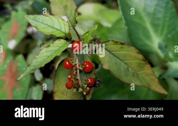 Selective focus. Small red berries of Rivina Humilis Pigeonberry plant ...