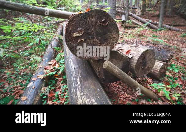 Ancient old damaged logs are neatly stacked in a small clearing and ...