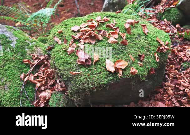 Slow smooth neat flight over large Carpathian stones covered with green ...
