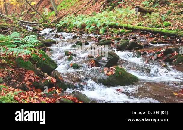 Mountain river with autumn leaves and boulders overgrown with moss in ...