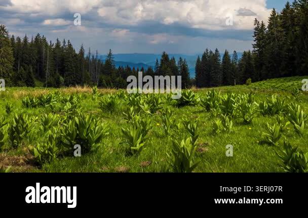 A large clearing with wild spring flowering plants and green fresh ...