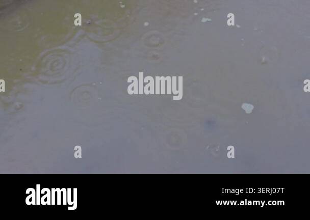 Puddle on the pavement in the rain. Drops fall into the water and ...