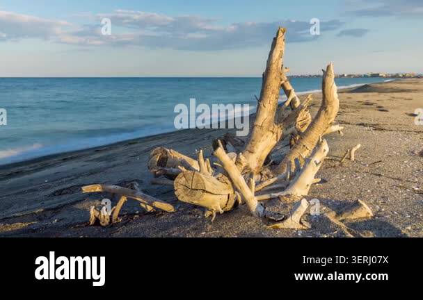 A large dry gnarled branch in the sunset sunlight lies on an empty wild ...