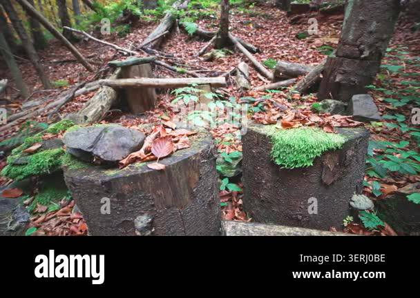 Ancient old damaged logs are neatly stacked in a small clearing and ...
