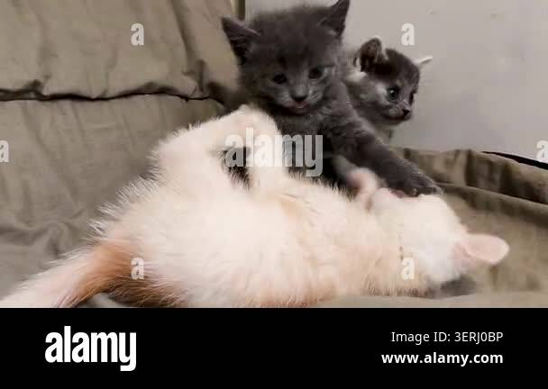 Cute kittens playing together. Adorable pet interaction video Stock ...