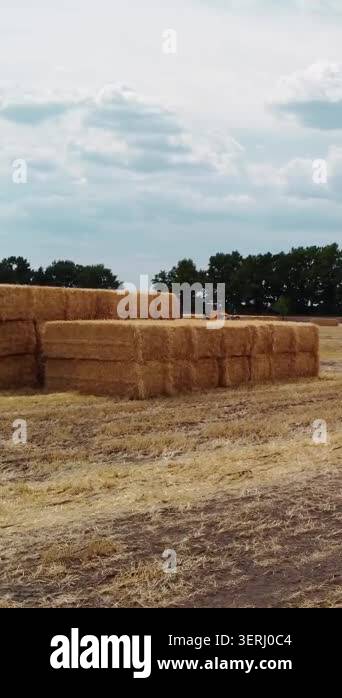 Aerial view on hay bales stacked on a harvested golden wheat field ...