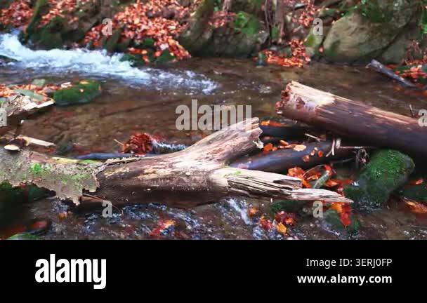 Mountain river with autumn leaves and boulders overgrown with moss in ...