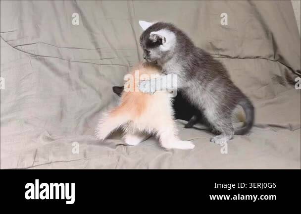 Cute kittens playing together. Adorable pet interaction video Stock ...