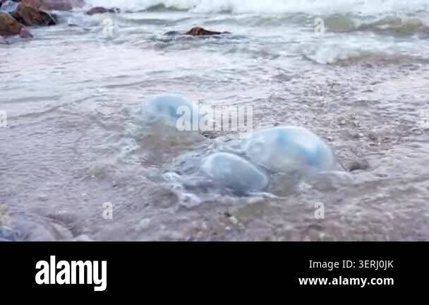 A large number of dead nasty jellyfish lie on the sandy shore strewn ...
