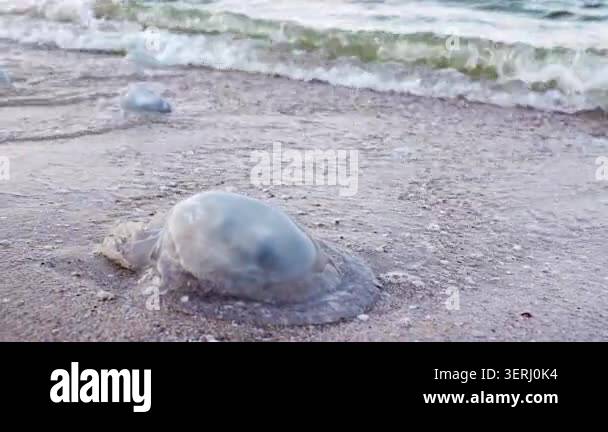 A large number of dead nasty jellyfish lie on the sandy shore strewn ...