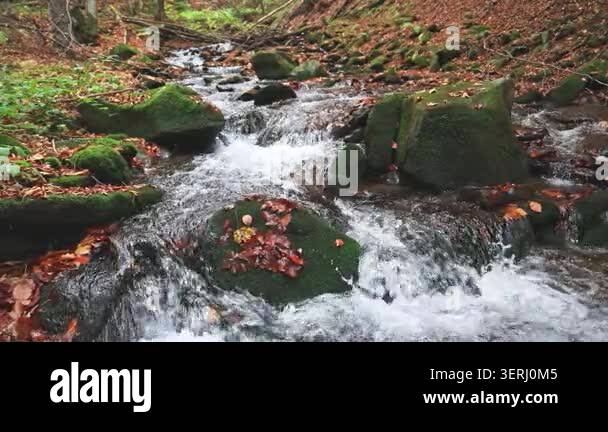 Mountain river with autumn leaves and boulders overgrown with moss in ...