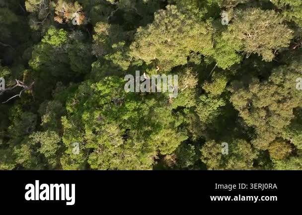 Lush Tropical Rainforest of Borneo, Asia. Mountain mossy Dense tropical ...