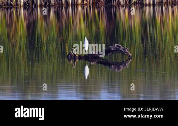 Little egret standing on log in calm water reflection at Arrocampo ...