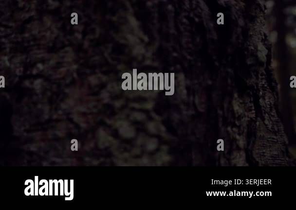 the beautiful green forest in spring Stock Video Footage - Alamy