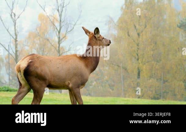 red deer in the forest Stock Video Footage - Alamy