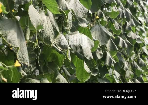 Healthy cucumber plants growing on vertical trellises inside modern ...