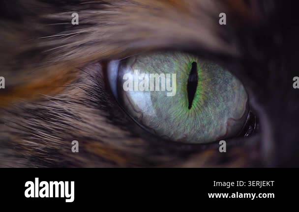 beautiful cat eye closeup Stock Video Footage - Alamy