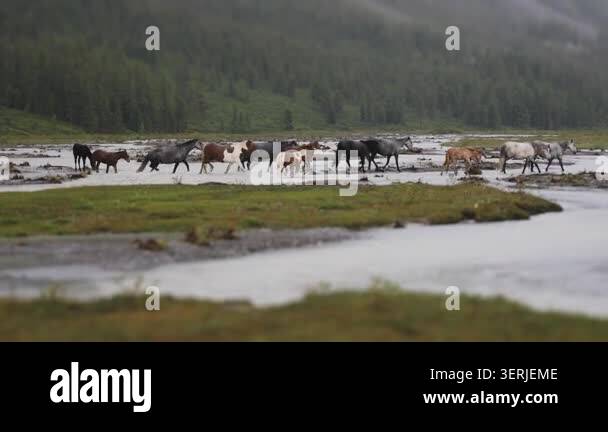Herd of horses walking through a shallow river in a remote mountain ...