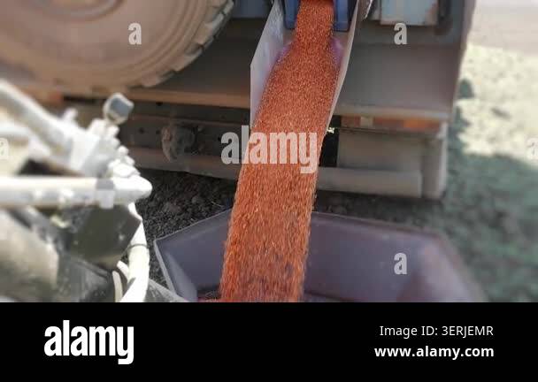 Close up of grain seeds being loaded into automatic seeder during ...