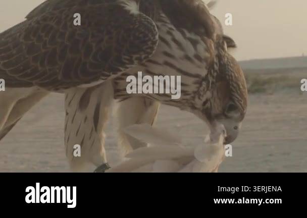 a vertical shot of the hawk on a sandy ground Stock Video Footage - Alamy
