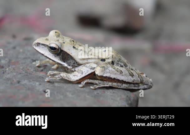 Common Indian Tree Frog Stock Video Footage - Alamy