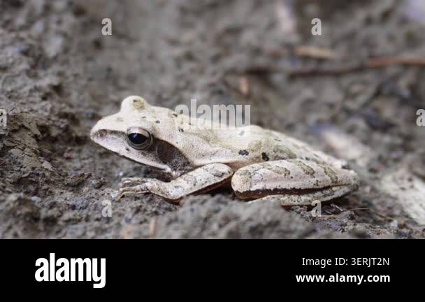 Common Tree Frog in closeup Stock Video Footage - Alamy