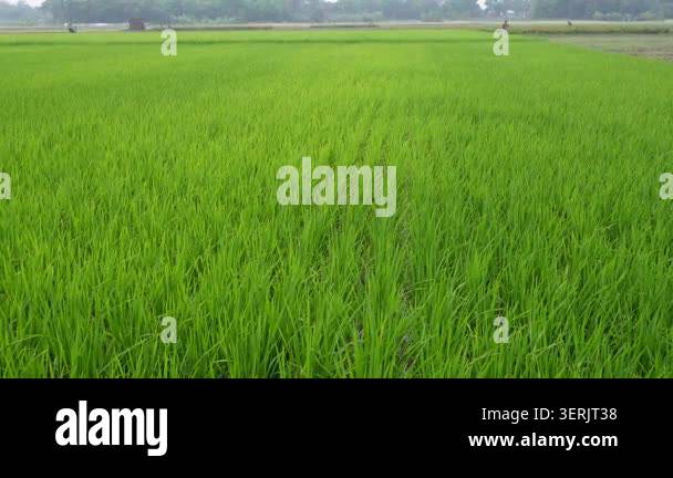 Lush Green Rice Field Under Natural Sunlight Stock Video Footage - Alamy