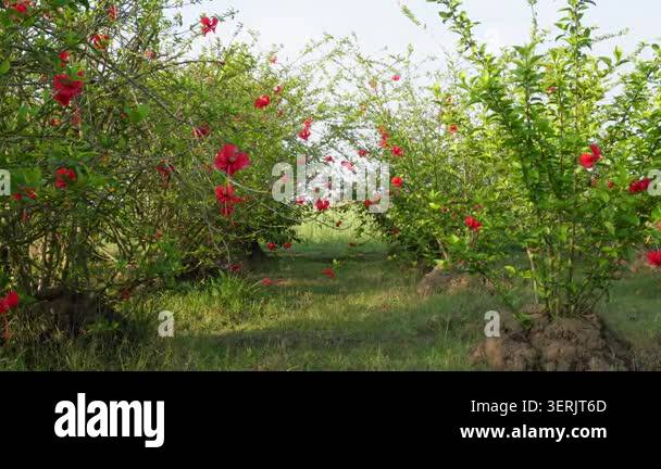 Hibiscus plant with blooming flowers Stock Video Footage - Alamy