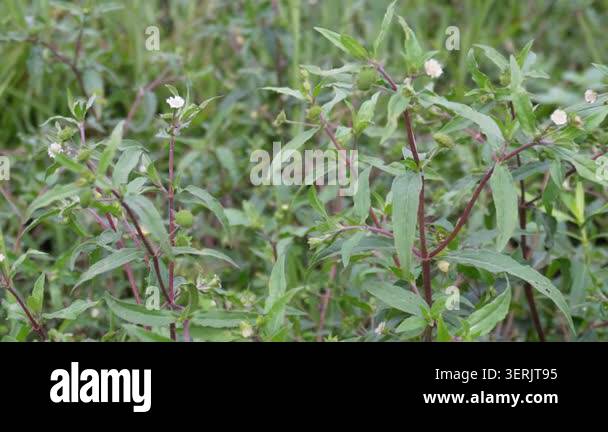 Bhringraj Plant Medicinal Herb Widely Used in Ayurveda Stock Video ...