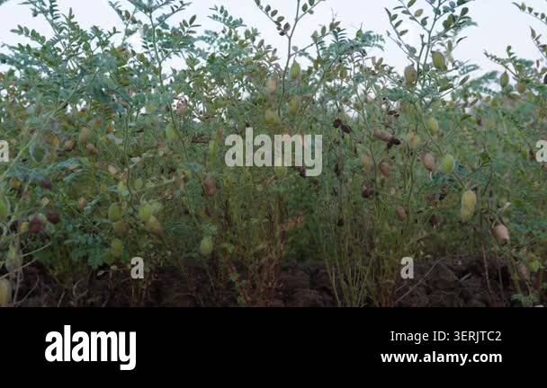 Chickpea field with green plants and seed pods growing in agriculture ...