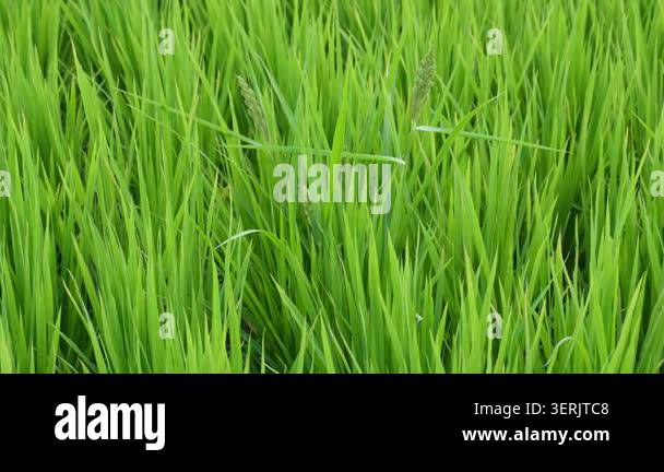 Close Up of Fresh Bright Green Grass Blades in Natural Field Stock ...