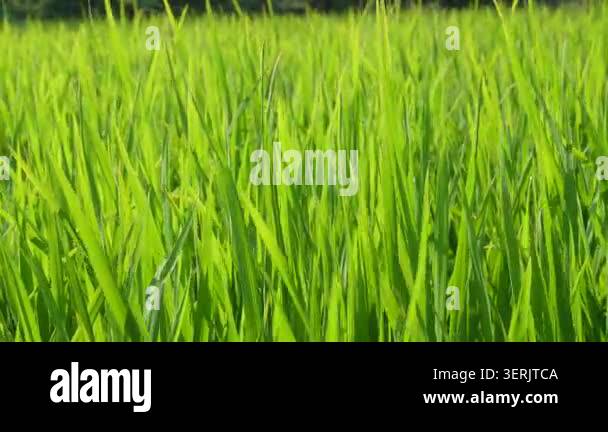 Vibrant green rice field outdoor Stock Video Footage - Alamy
