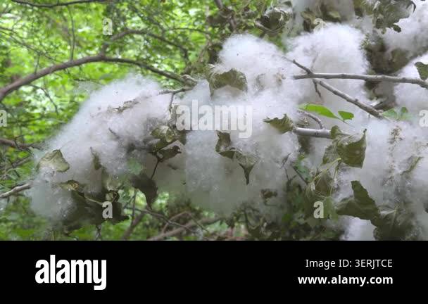 Poplar branches covered with thick white fluff, puffs of down among ...