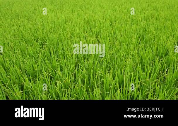 Lush Green Rice Paddy Field Landscape Stock Video Footage - Alamy