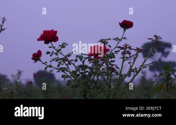 Vibrant Red Rose Bush Blooming at Golden Sunset Stock Video Footage - Alamy