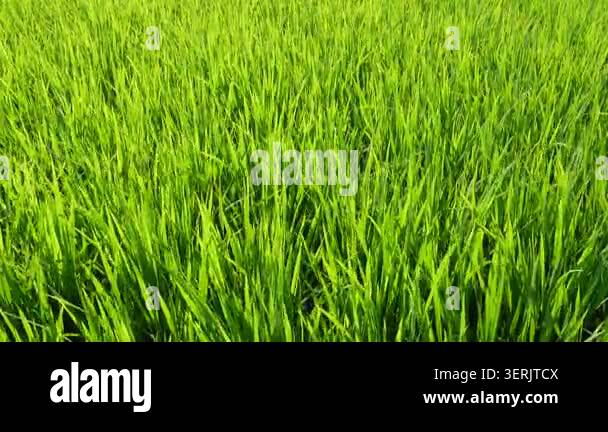 Lush green rice field in rural landscape Stock Video Footage - Alamy
