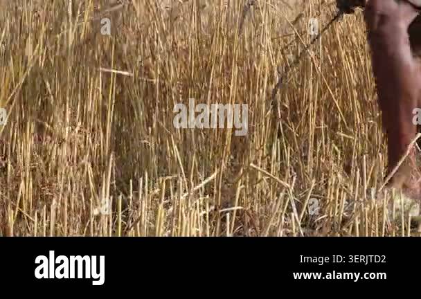 Farmer harvesting wheat with sickle in field Stock Video Footage - Alamy