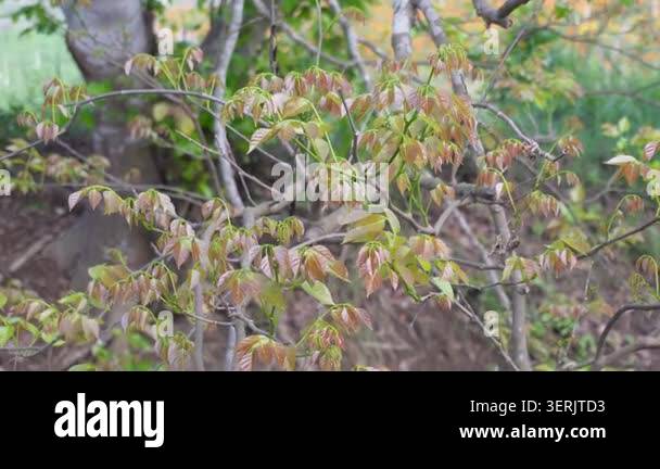 New Foliage of Box Elder Tree Stock Video Footage - Alamy