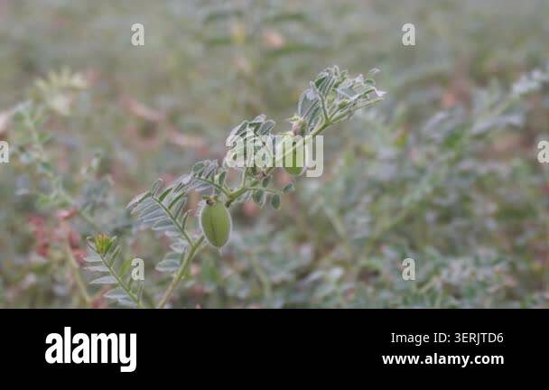 Close Up Chickpea Plant with Green Pod Stock Video Footage - Alamy
