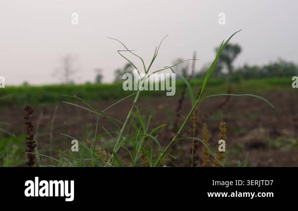 Cynodon dactylon grass or couch grass Stock Video Footage - Alamy