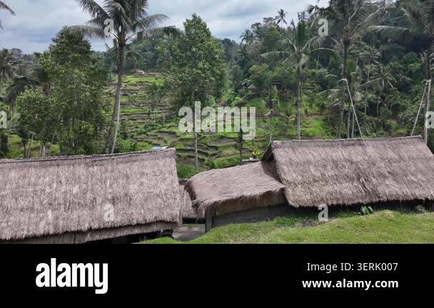Lush green tegallalang rice terraces view on bali Stock Video Footage ...