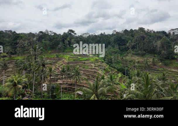Lush green tegallalang rice terraces view on bali Stock Video Footage ...