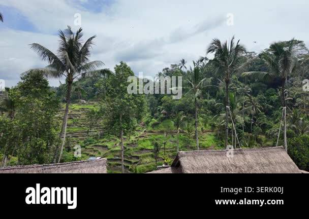 Lush green tegallalang rice terraces view on bali Stock Video Footage ...