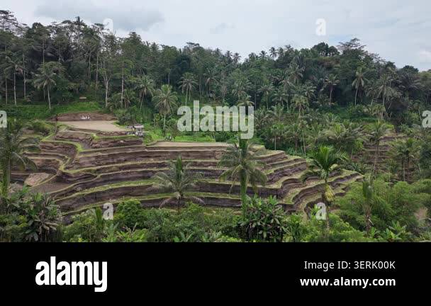 Lush green tegallalang rice terraces view on bali Stock Video Footage ...