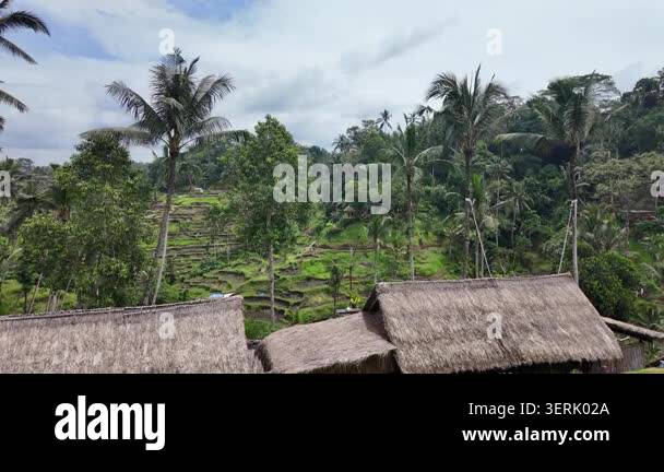 Lush green tegallalang rice terraces view on bali Stock Video Footage ...