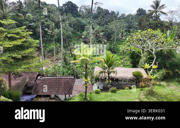 Lush green tegallalang rice terraces view on bali Stock Video Footage ...