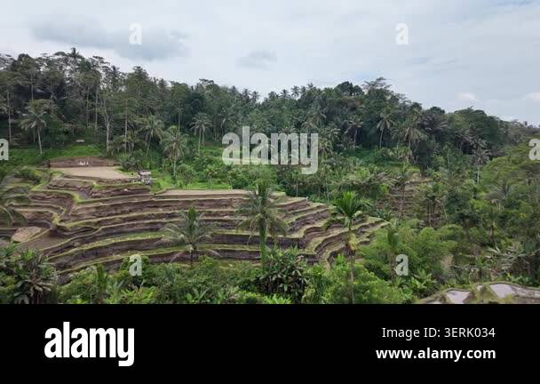 Lush green tegallalang rice terraces view on bali Stock Video Footage ...