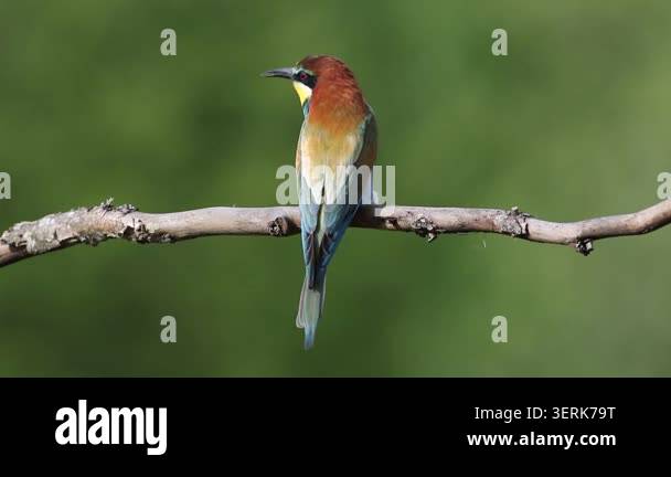 A vibrant European bee-eater (Merops apiaster) sits on a tree branch ...