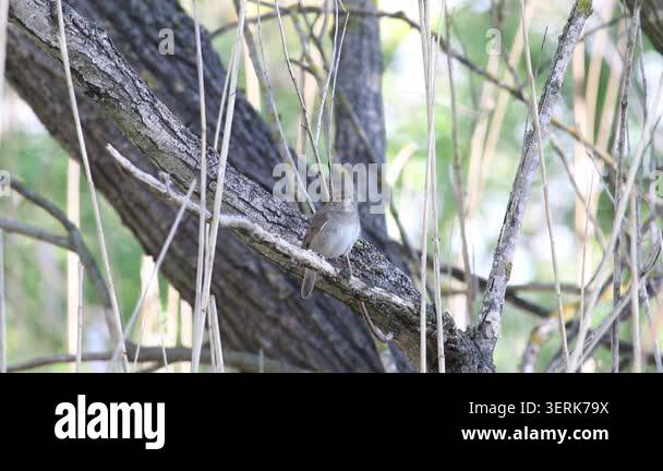 Medium shot of a thrush nightingale (Luscinia luscinia) perched on a ...
