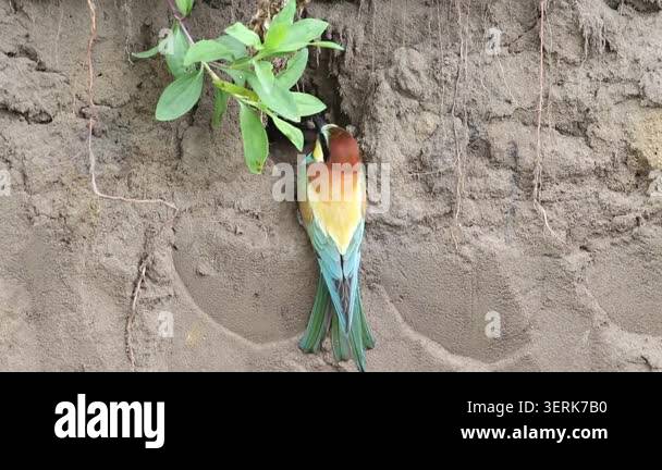A vibrant European bee-eater (Merops apiaster) actively digs and ...